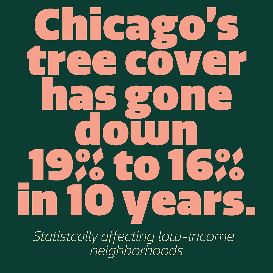 Chicago Tree Cover
